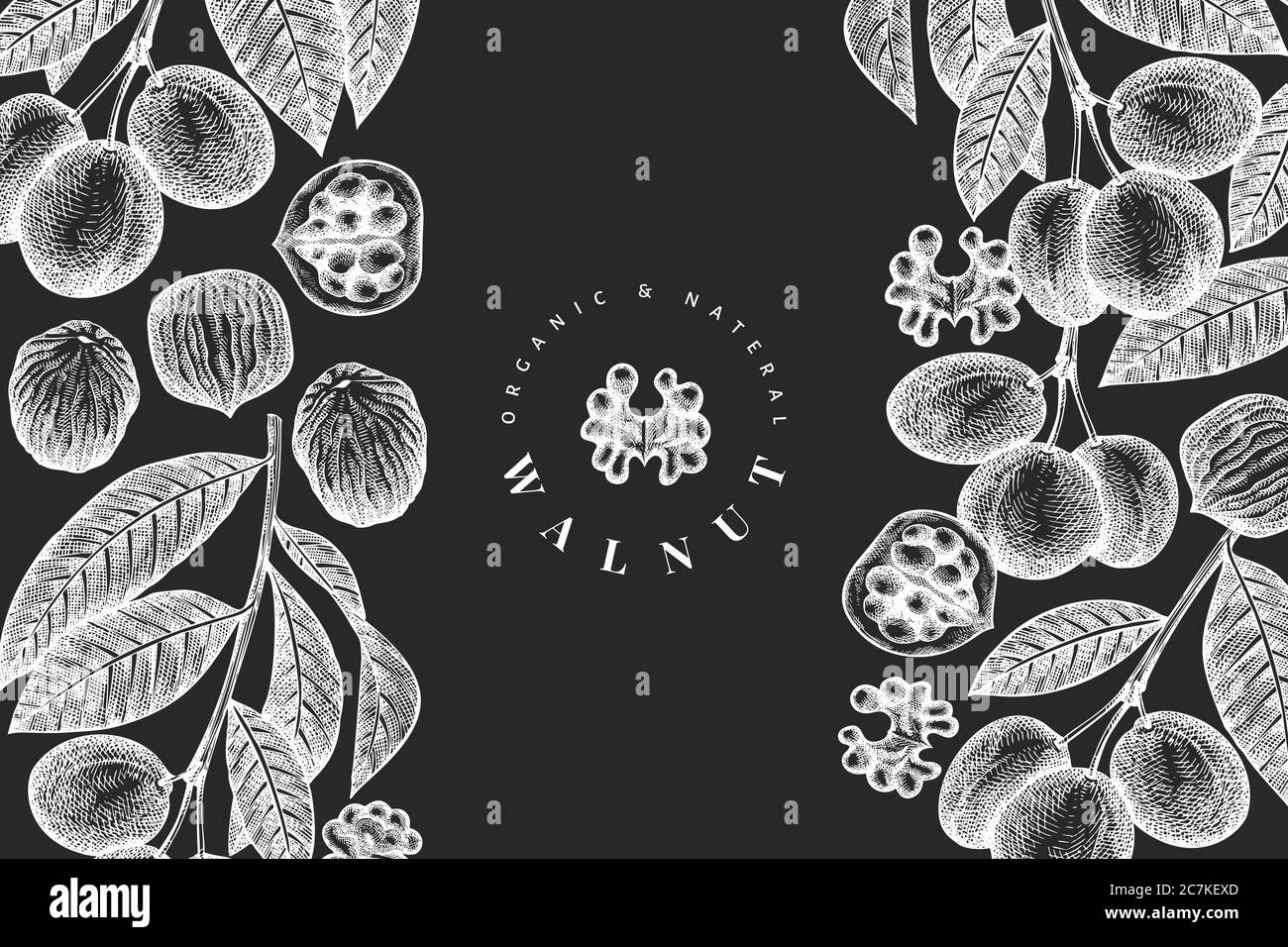 Hand drawn sketch walnut design template. Organic food vector ...