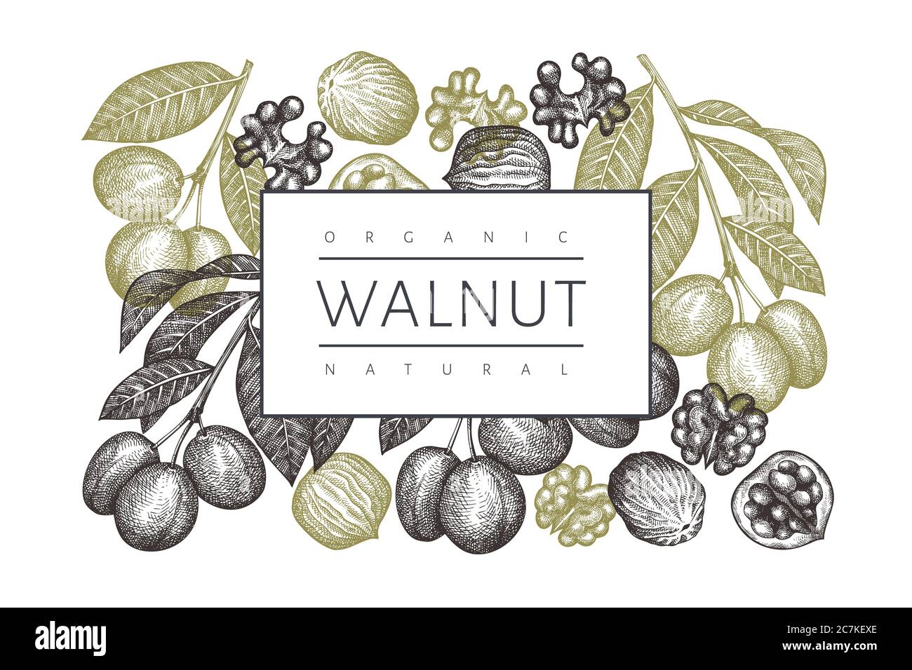 Hand drawn sketch walnut design template. Organic food vector ...