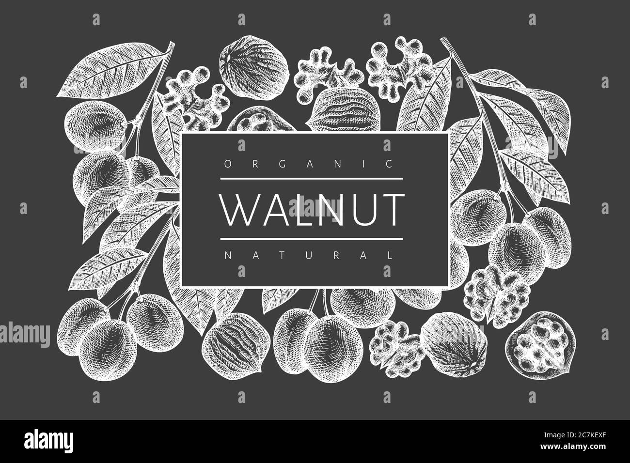 Hand drawn sketch walnut design template. Organic food vector ...