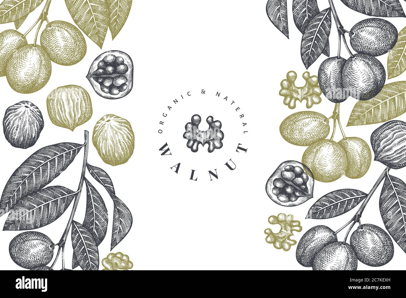 Hand drawn sketch walnut design template. Organic food vector ...