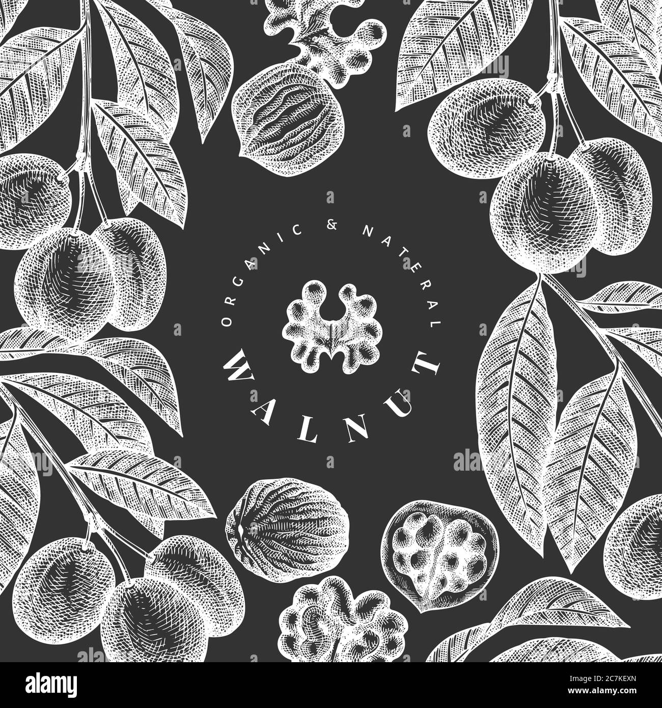 Hand drawn sketch walnut design template. Organic food vector ...