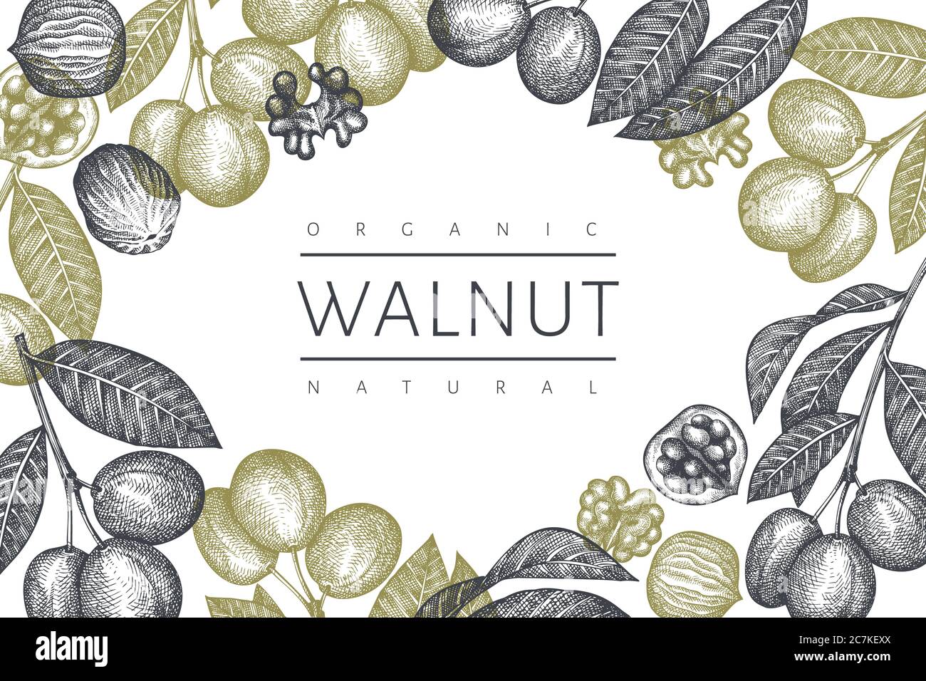 Hand drawn sketch walnut design template. Organic food vector ...