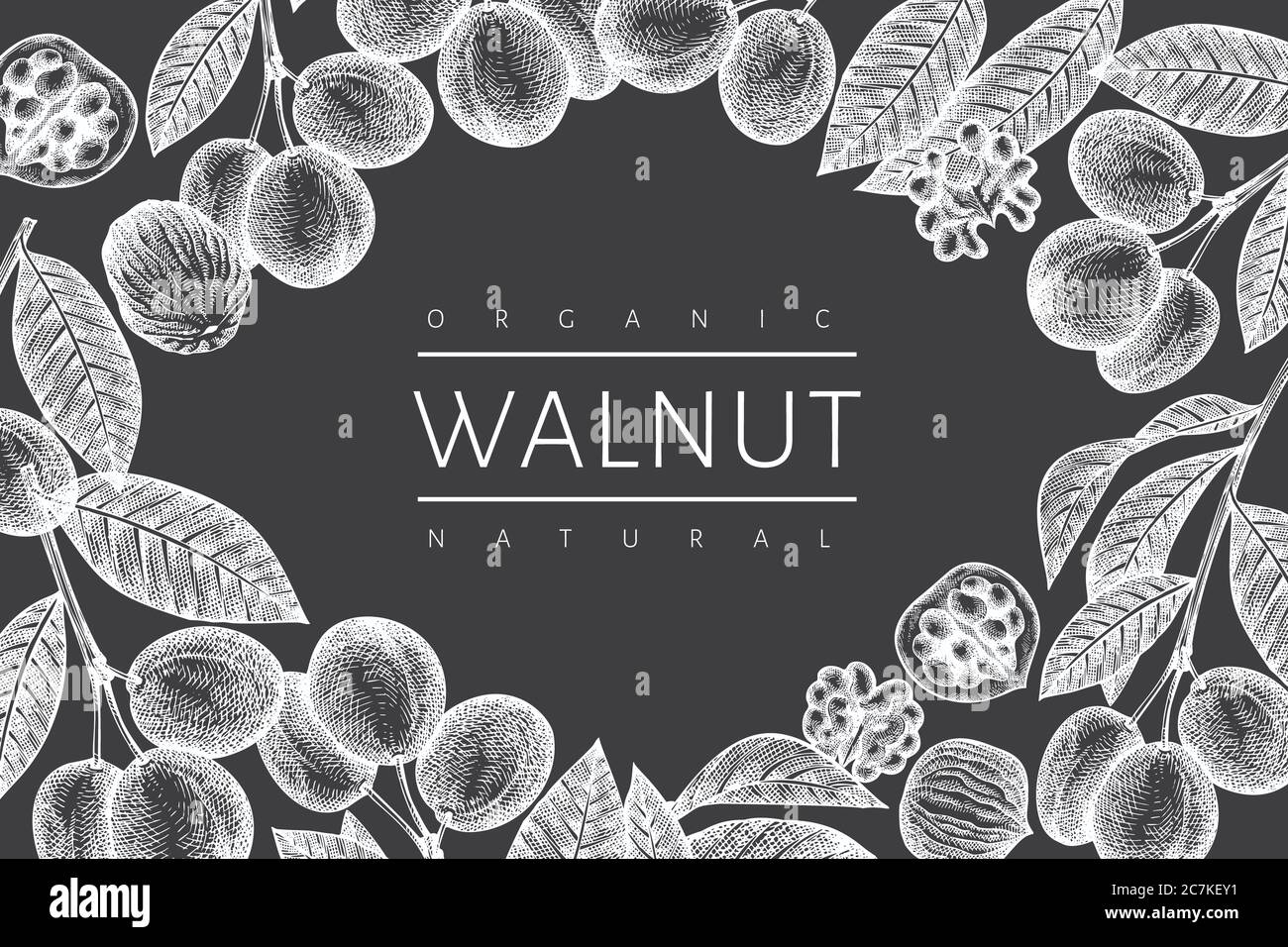 Hand drawn sketch walnut design template. Organic food vector ...