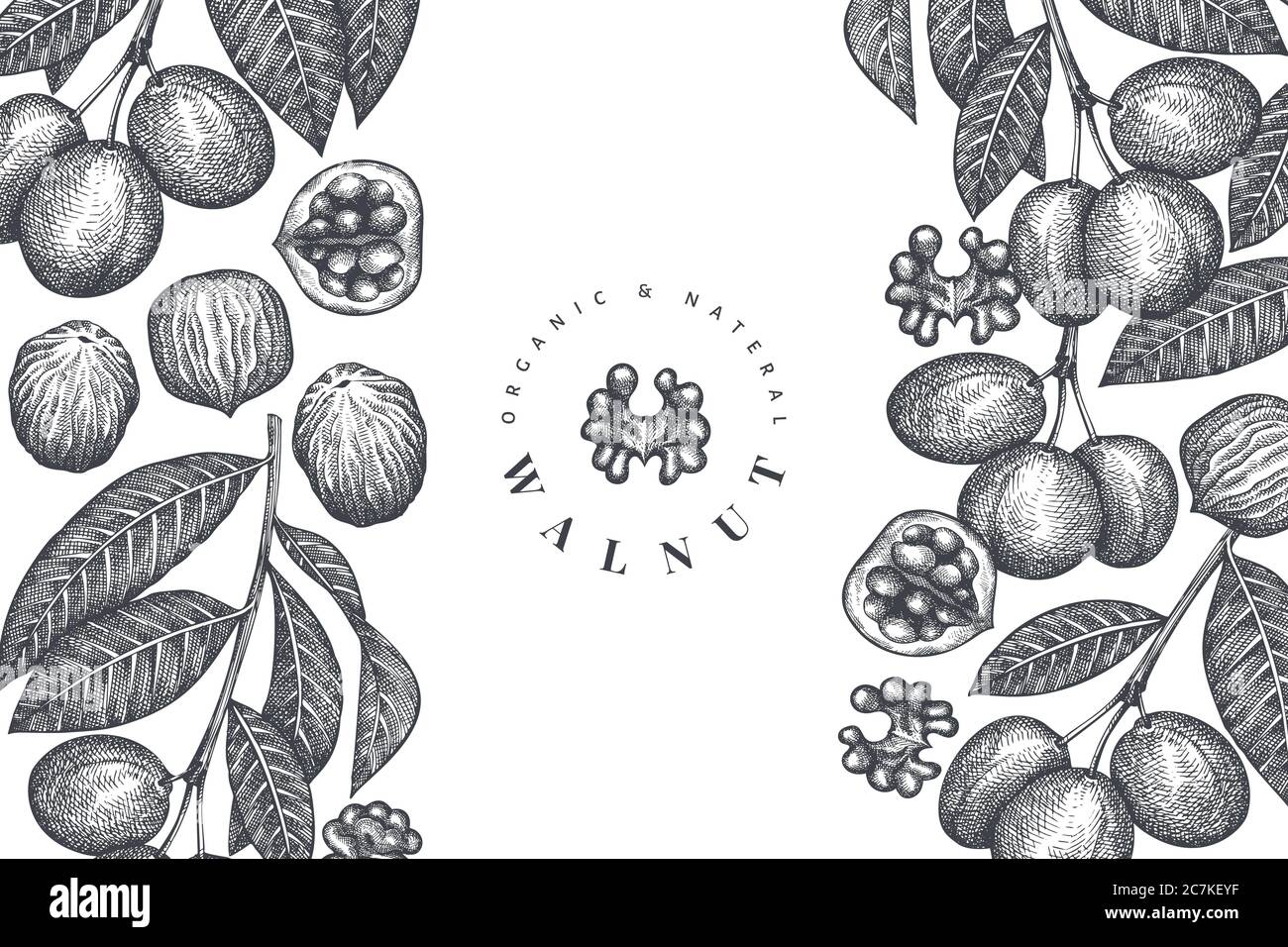 Hand drawn sketch walnut design template. Organic food vector ...