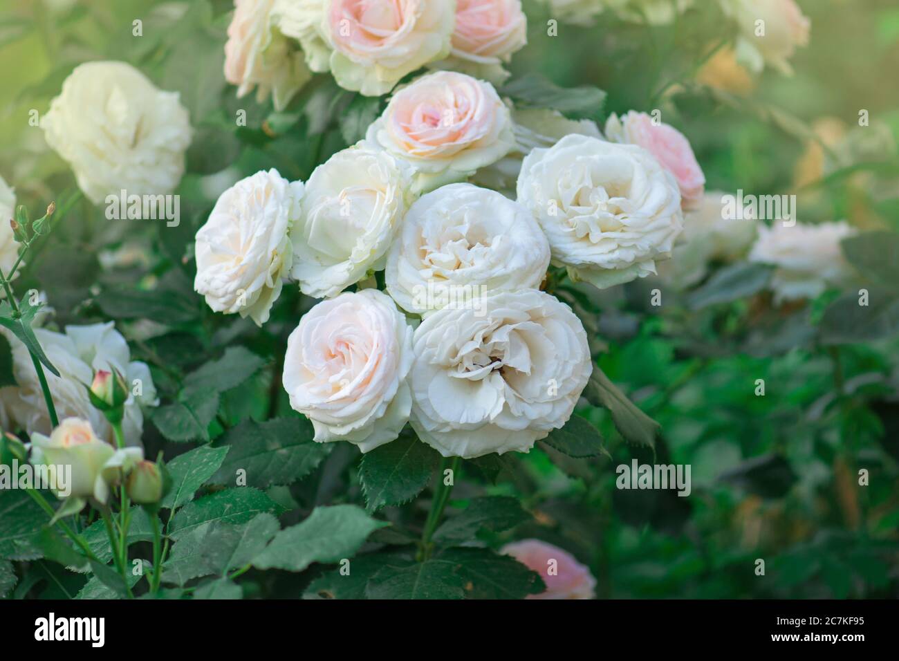 Greenhouse rose farming hi-res stock photography and images - Alamy