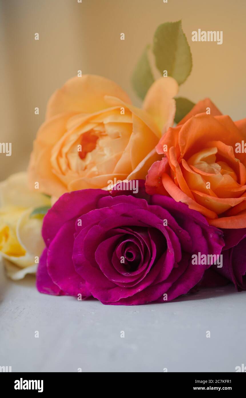 Composition arrangement of multi colored roses. Many colors of roses ...