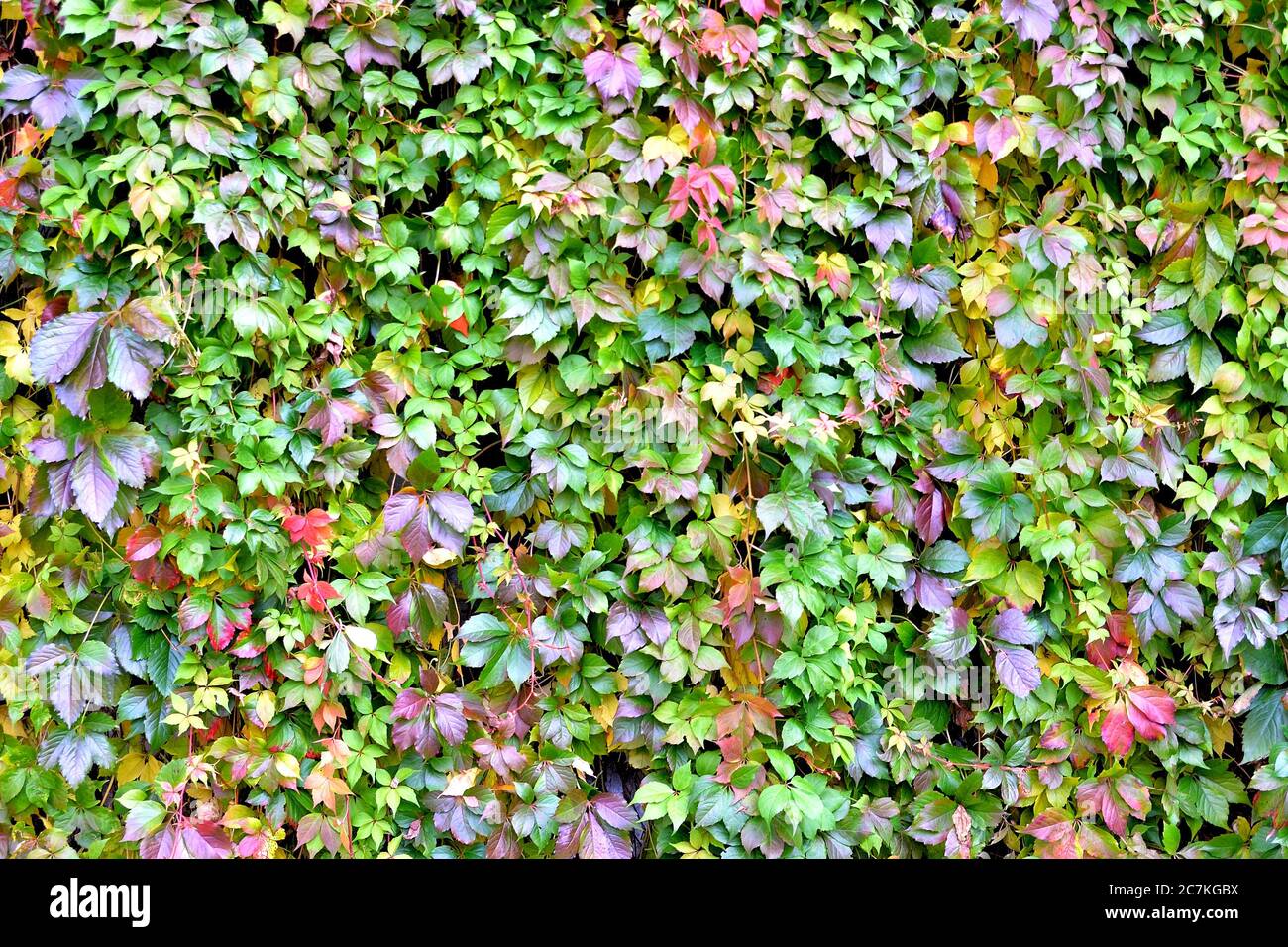 Plant wall texture hi-res stock photography and images - Alamy