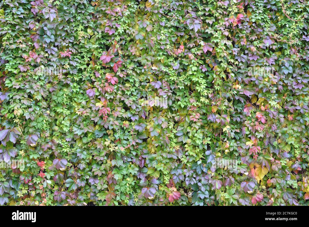 wall overgrown with climbing plant, wall texture of colorful leaves for ...