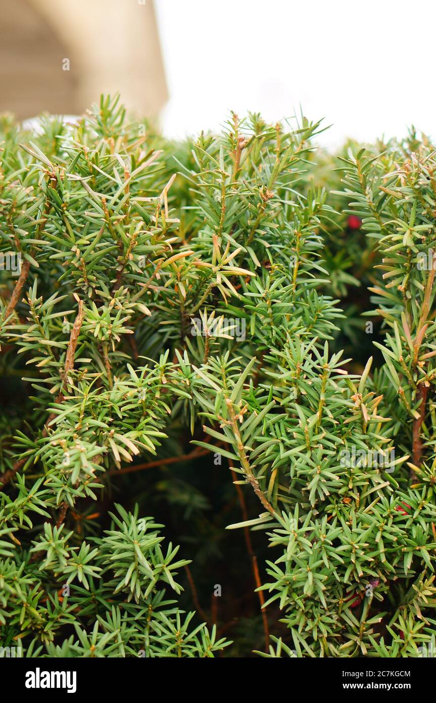 Vertical closeup shot of the leaves of a spruce tree with a blurry ...