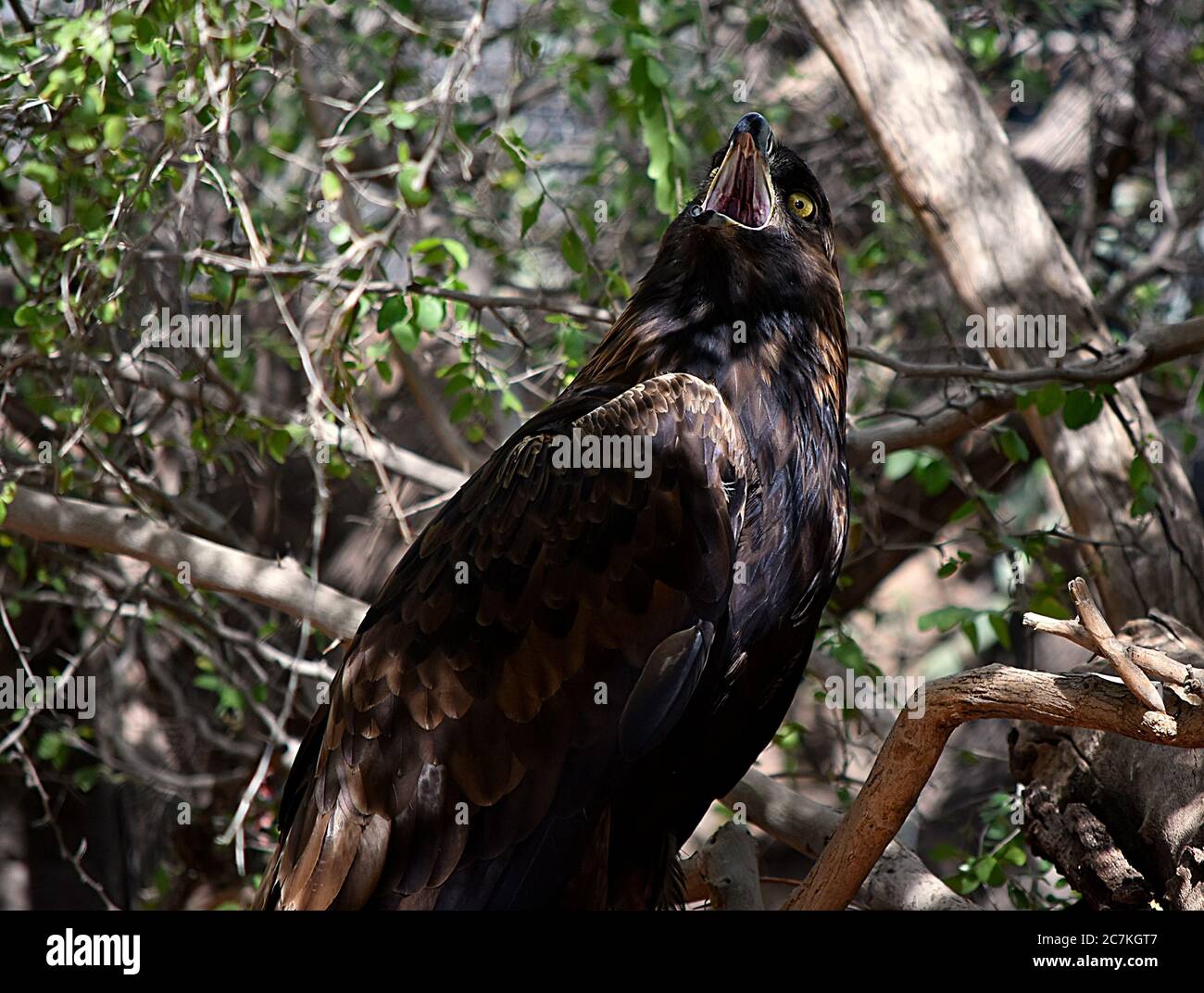 Black hawk with an open mouth standing on a tree branch under sunlight ...