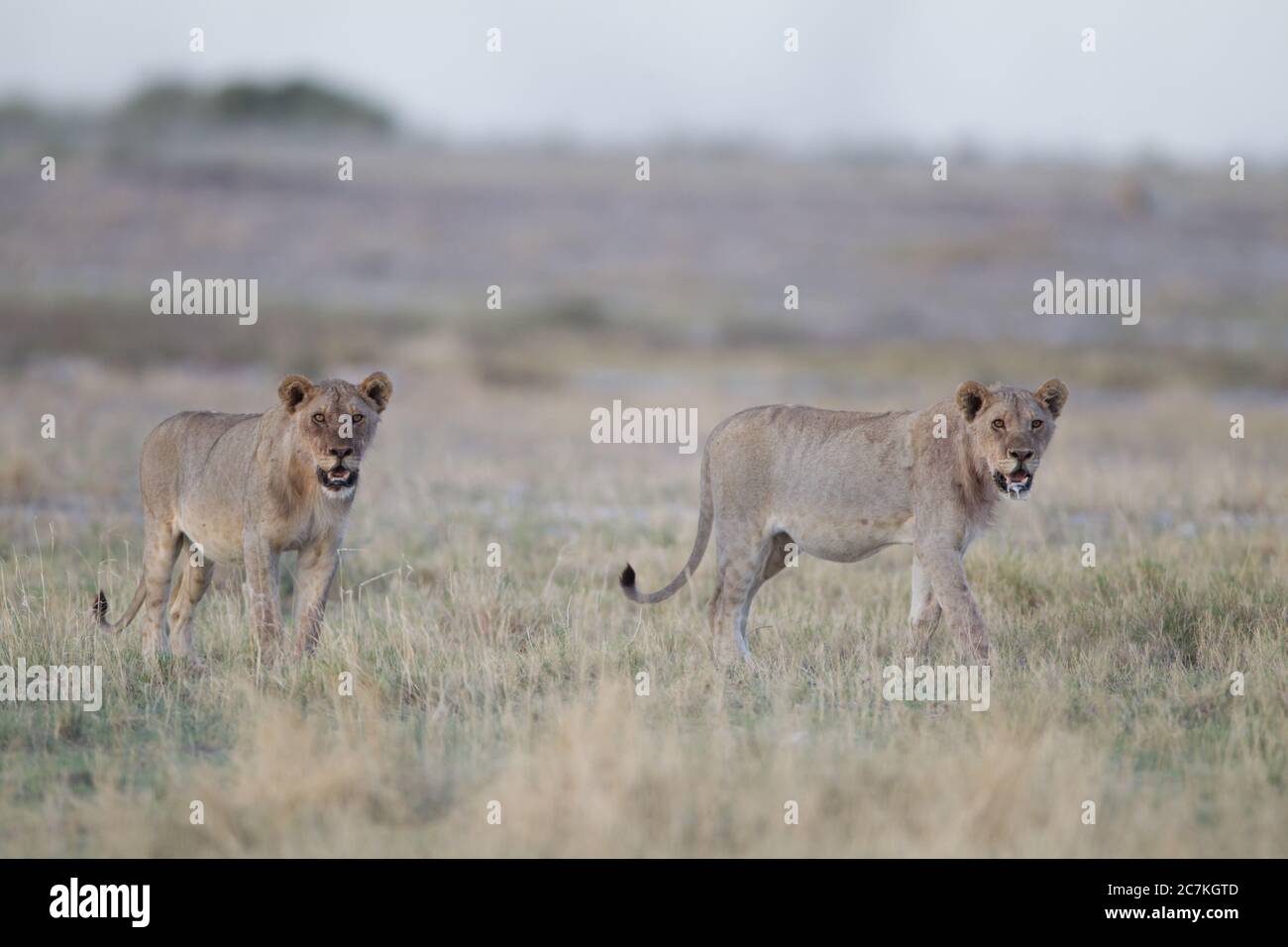 Female lion hunting prey hi-res stock photography and images - Alamy