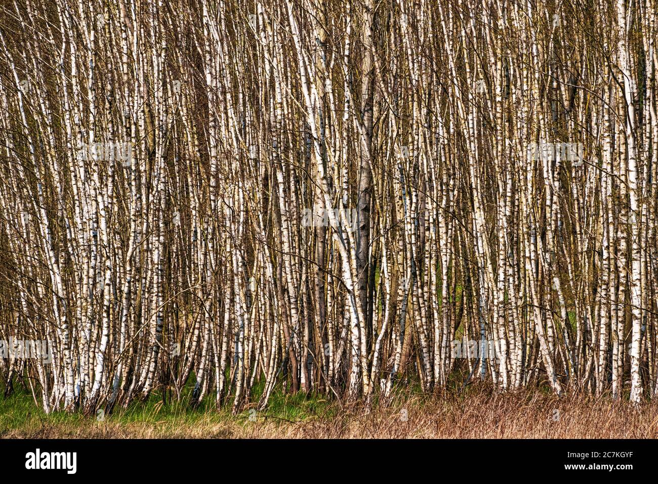 Birch forest, valley slopes Goddess, Lauenburg Lakes Nature Park Stock ...