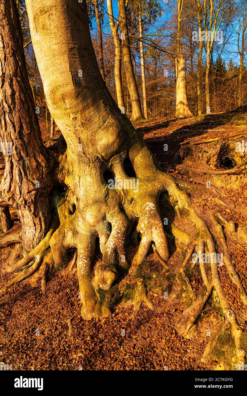 Old beech trunk at the Drüsensee near Mölln Stock Photo - Alamy