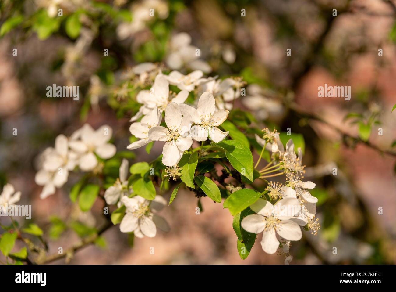 Apple proximity hi-res stock photography and images - Alamy