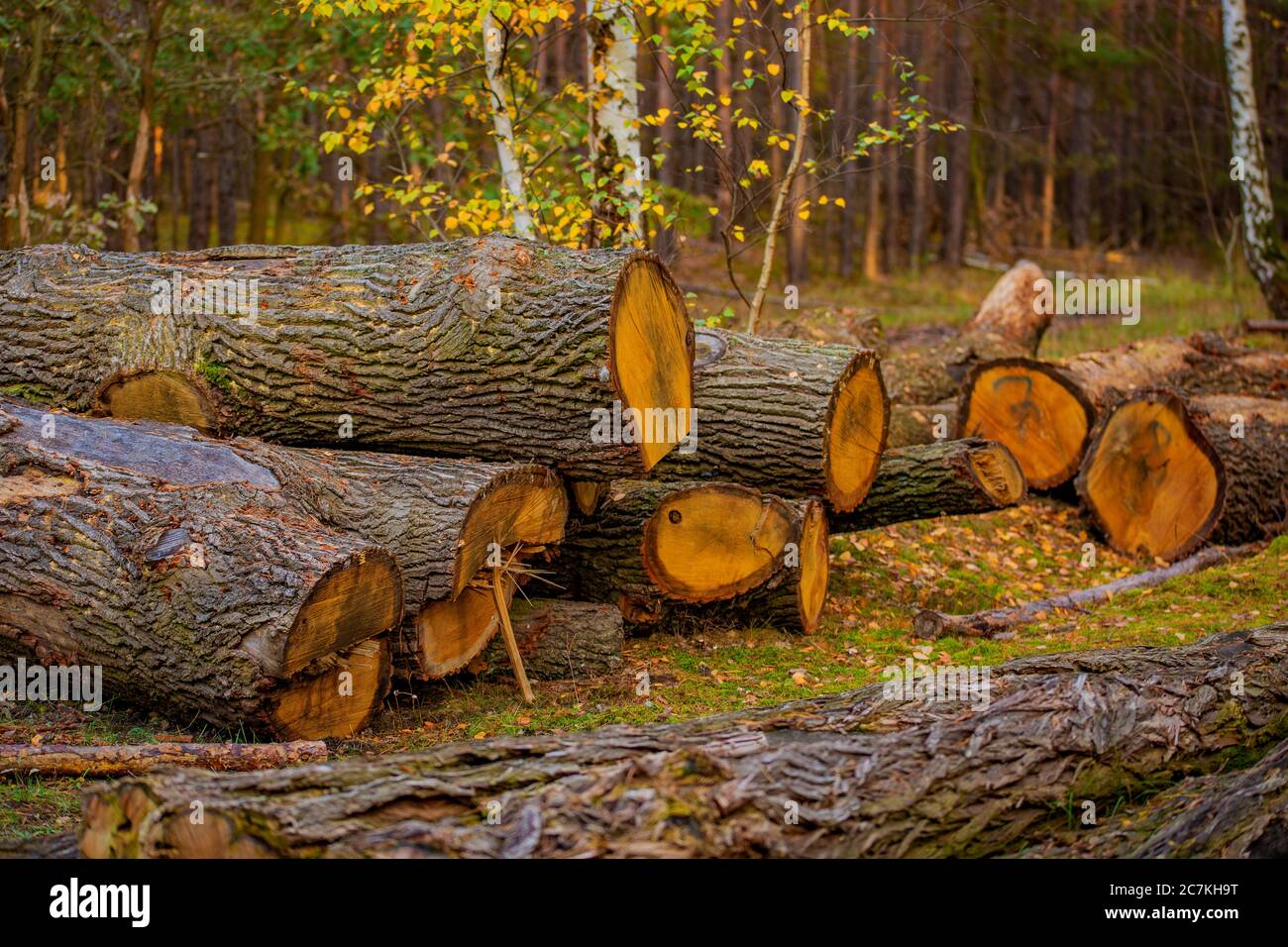 newly felled oak trees, Oak logs on the forest floor Stock Photo - Alamy