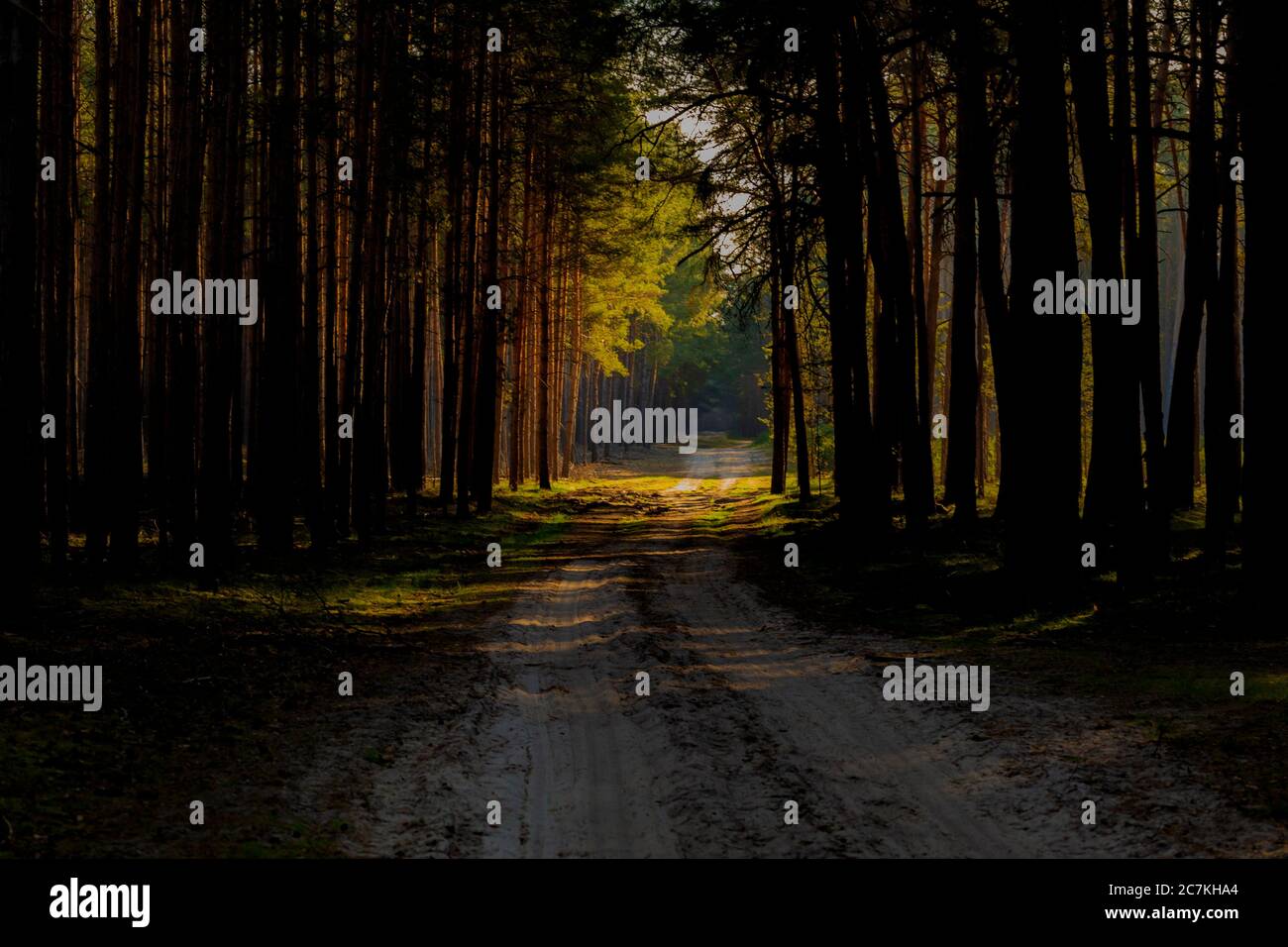 Forest road in spring with sunlight and shadows Stock Photo - Alamy