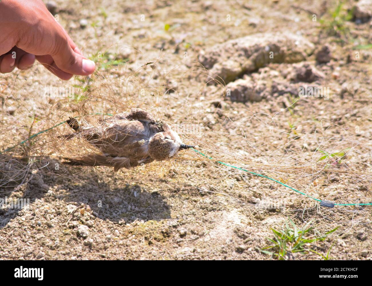 Dead bird in hand hi-res stock photography and images - Alamy