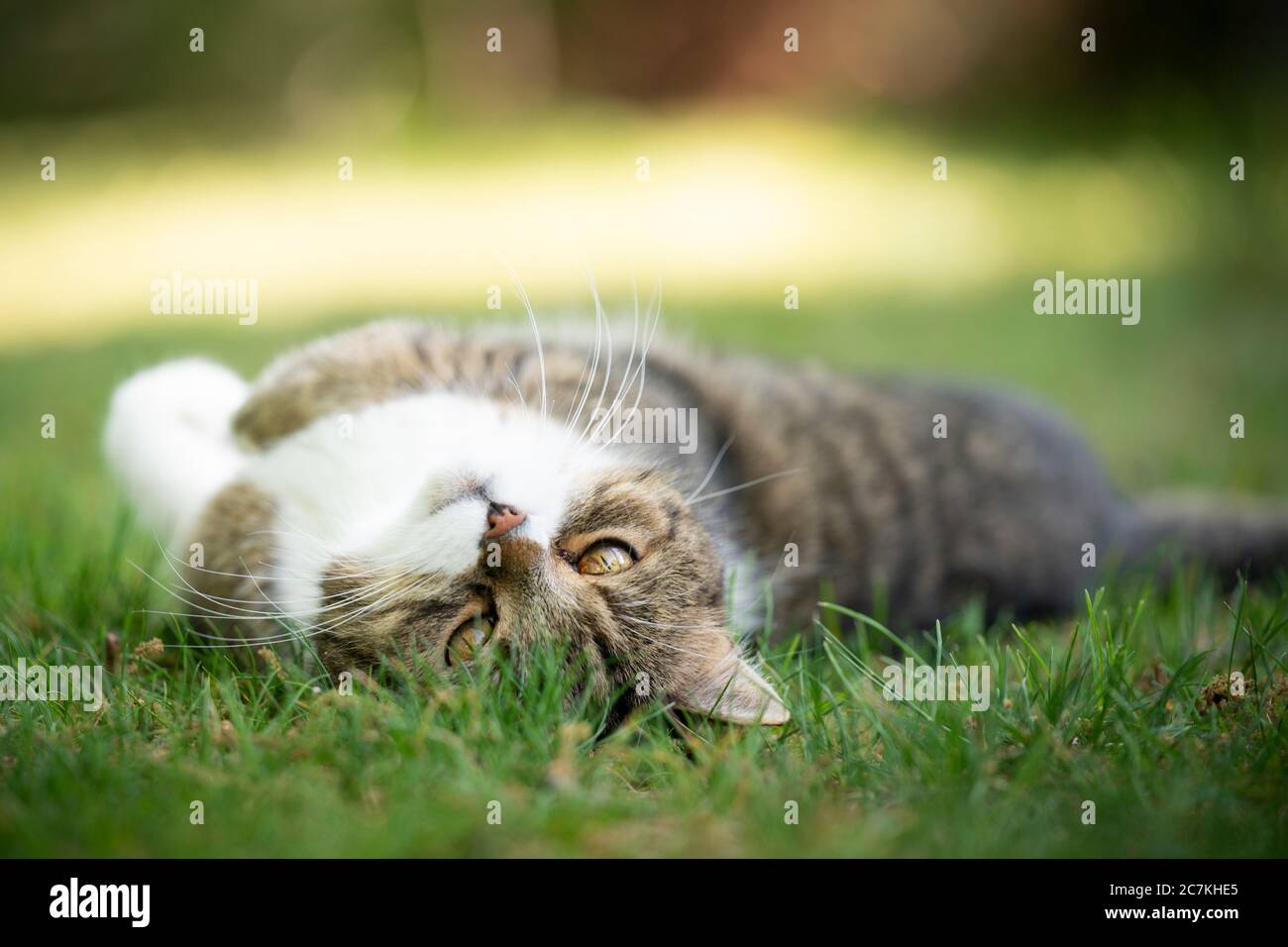 Cat rolling on back hi-res stock photography and images - Alamy