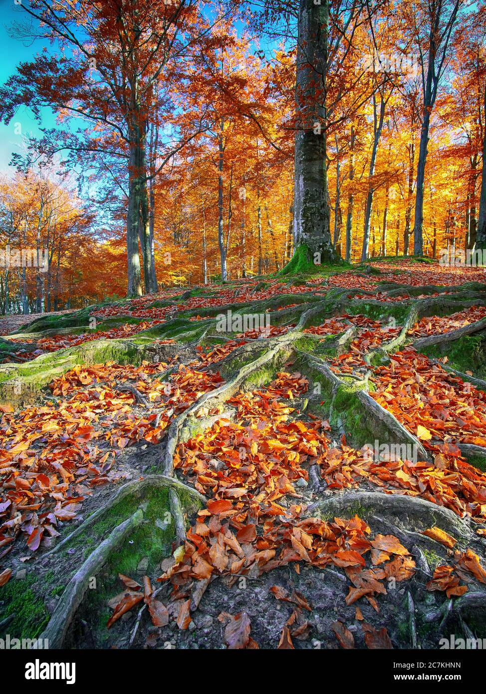 Autumn forest in the mountains. Fallen leaves. Tree roots Stock Photo ...
