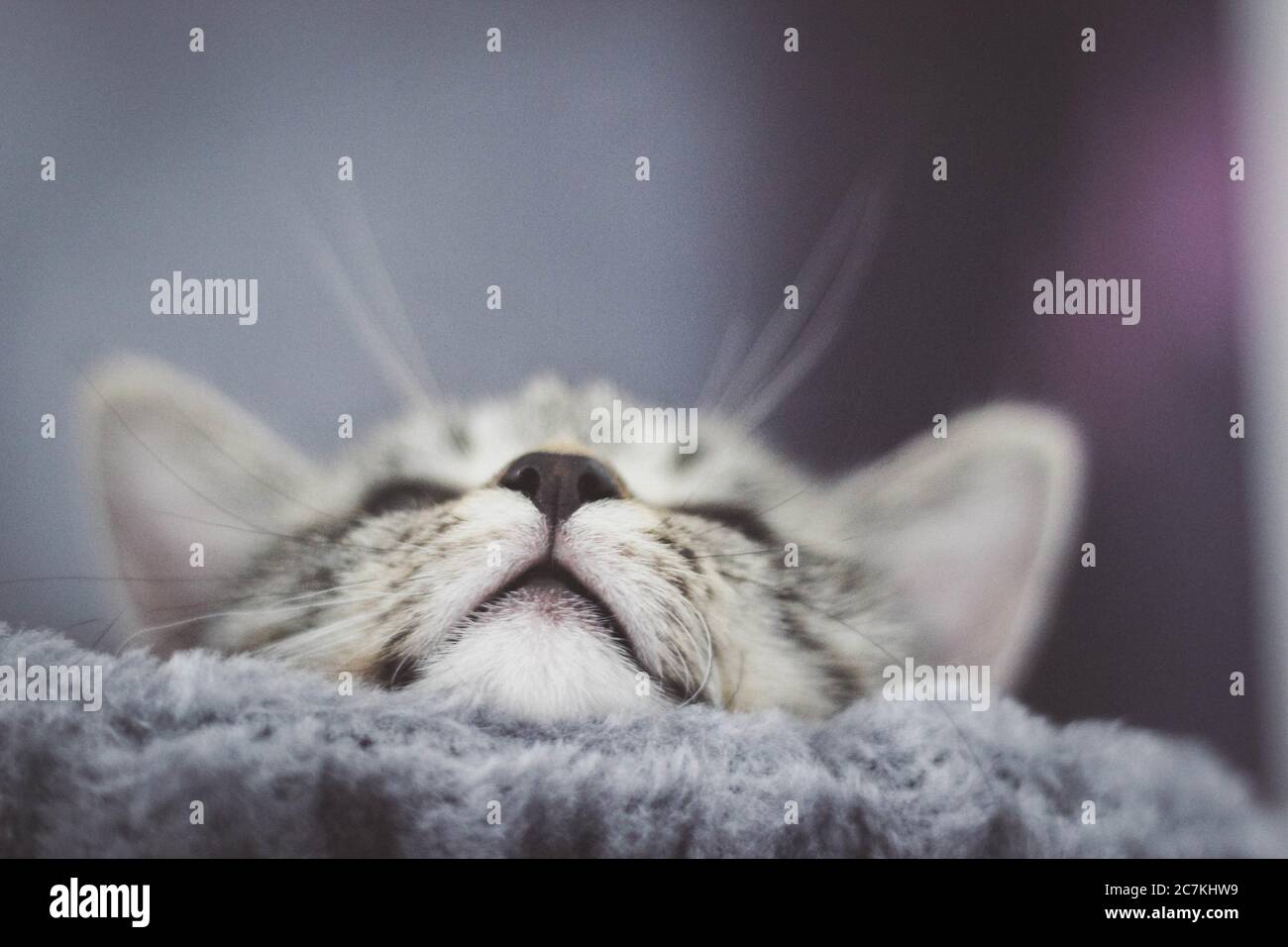 Cat, gray, tabby, detail, mouth, nose Stock Photo - Alamy
