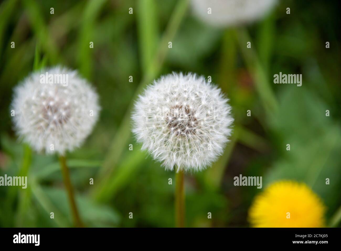 Withered dandelions hi-res stock photography and images - Alamy