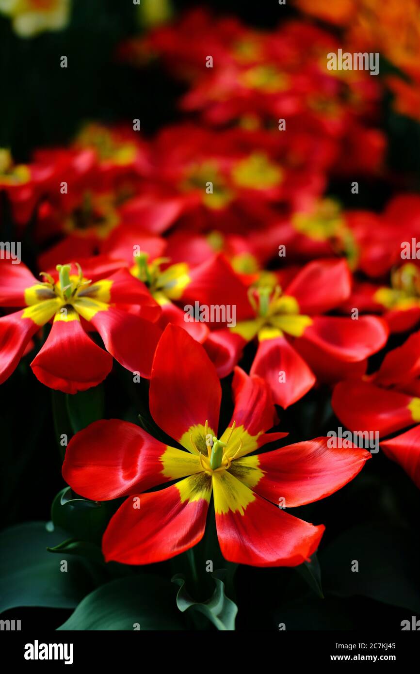 Spring has Sprung Stock Photo - Alamy