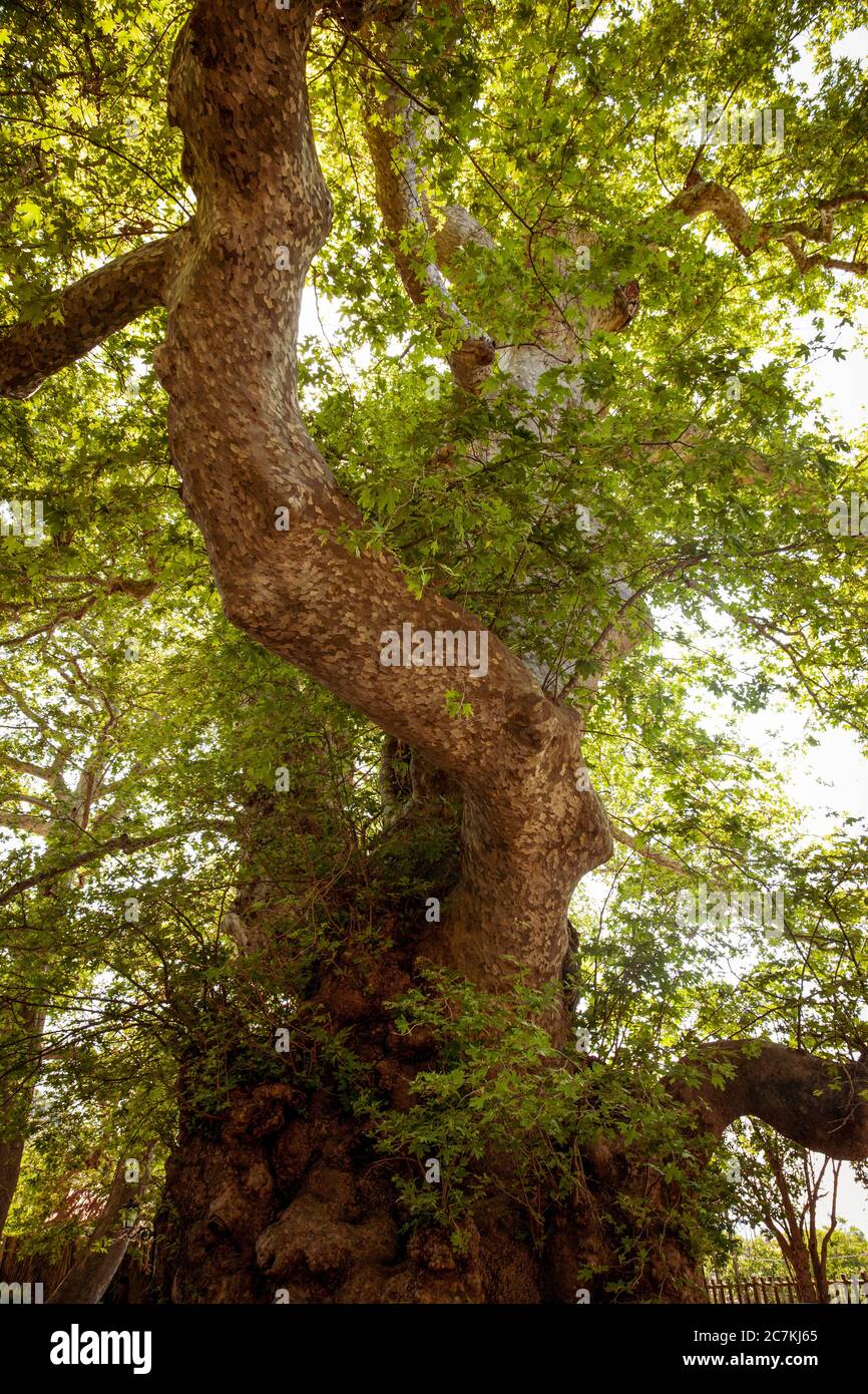 Tree, climate change, plants, nature conservation, sustainability Stock ...