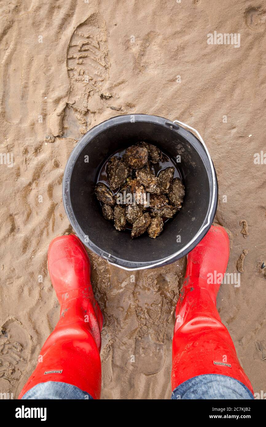 Oysters, collecting, buckets, self-sufficiency, mudflats, North Sea ...