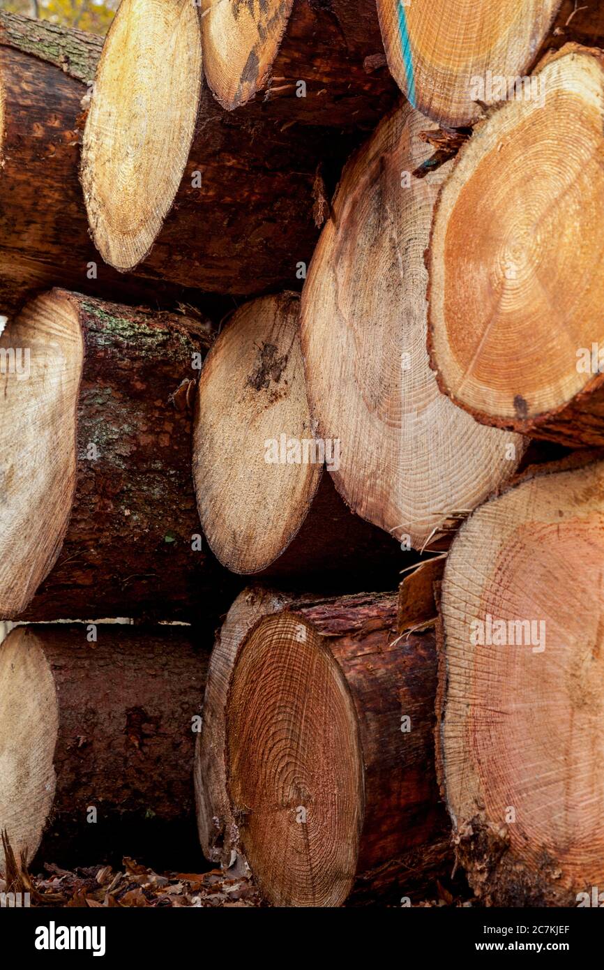 Wood, timber industry, stack, stock, piled up Stock Photo - Alamy