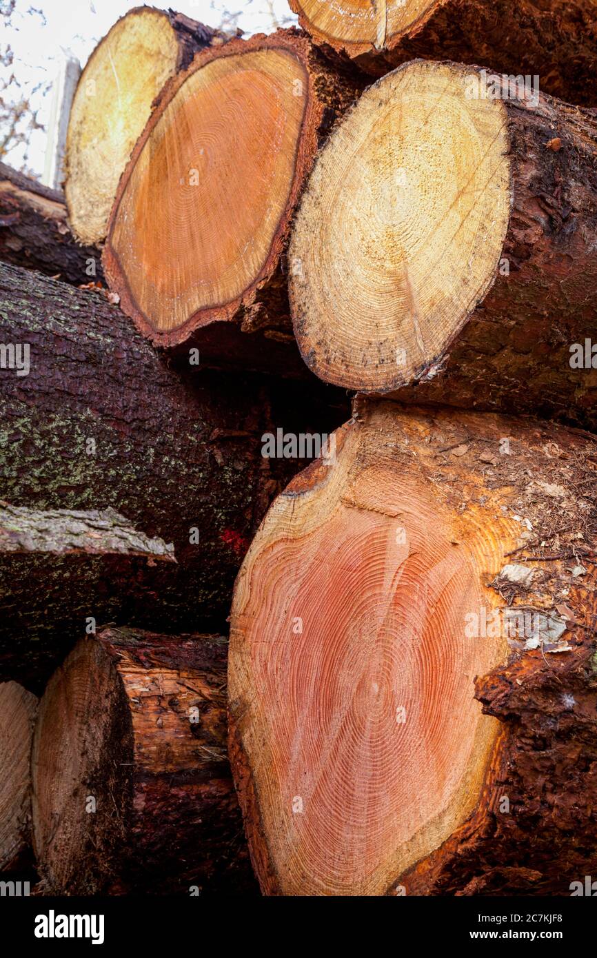 Wood, timber industry, stack, stock, piled up Stock Photo - Alamy