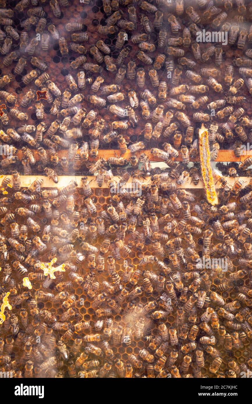 Ferocious insects hi-res stock photography and images - Alamy