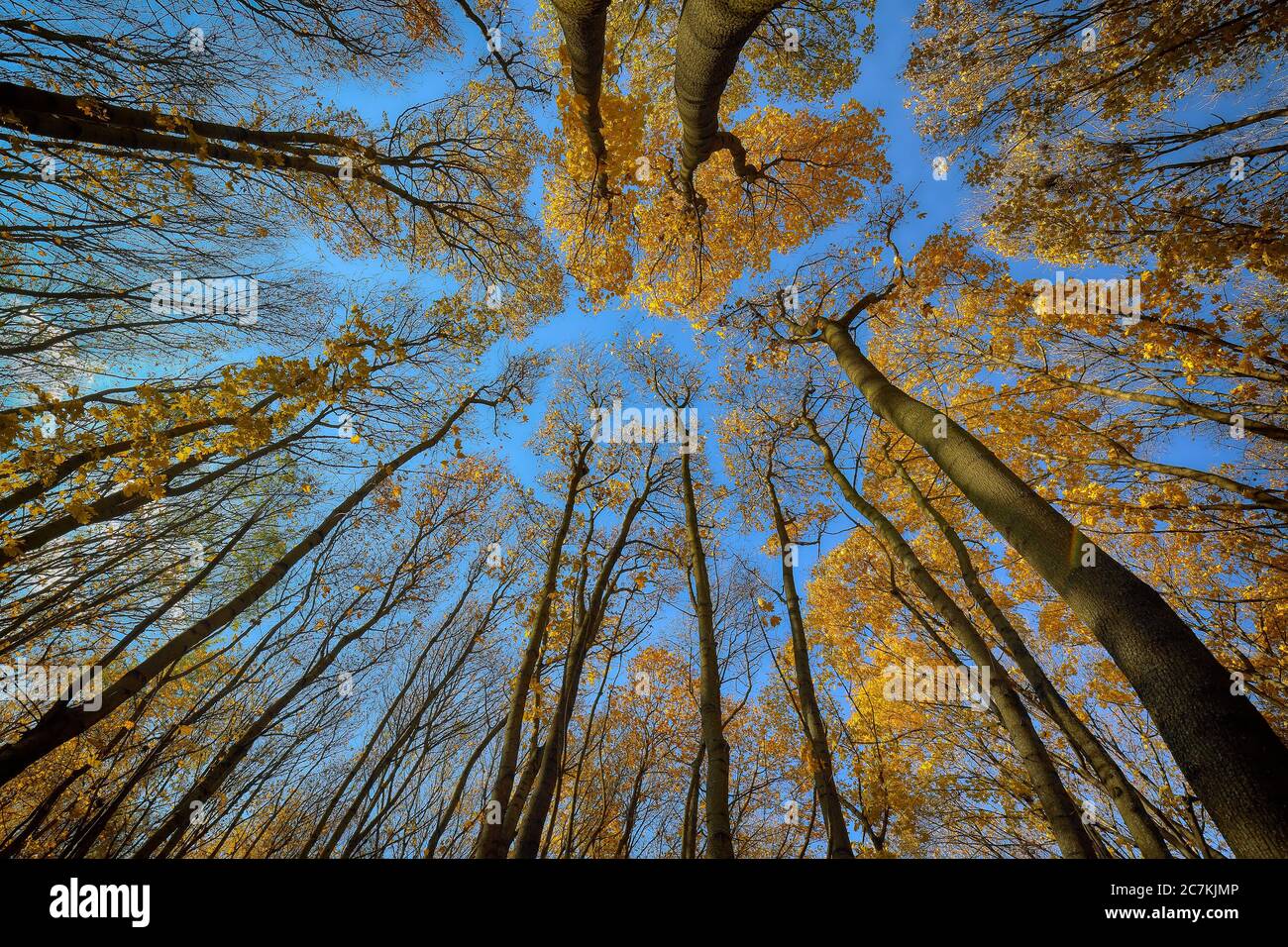 Colorful autumn trees in forest. view from below Stock Photo - Alamy