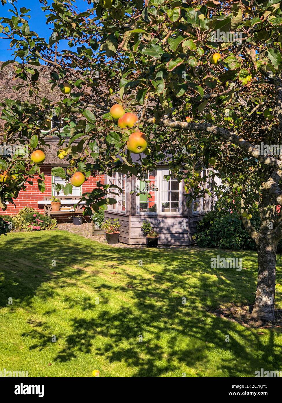 Apple tree growing in a lawn hi-res stock photography and images - Alamy