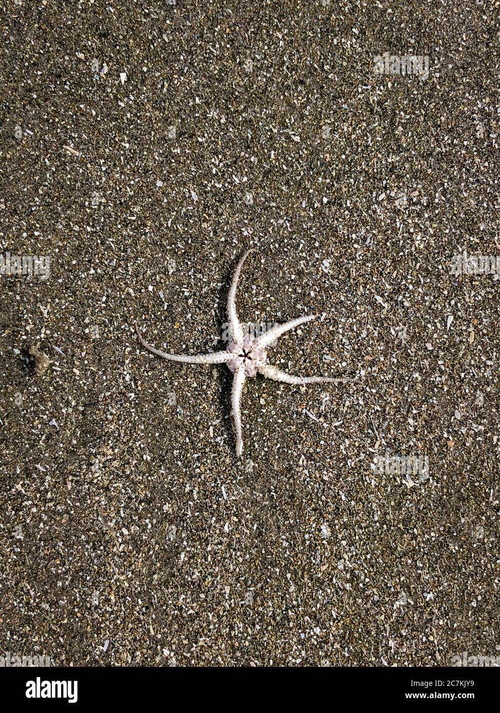 Starfish, North Sea, death, sea, climate change Stock Photo - Alamy