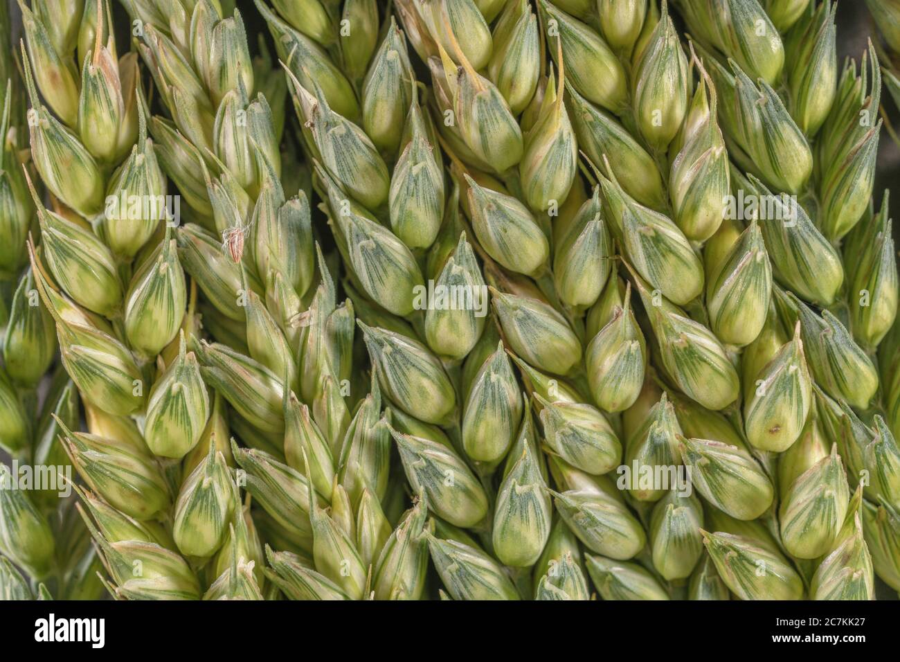 Wheat head hi-res stock photography and images - Alamy
