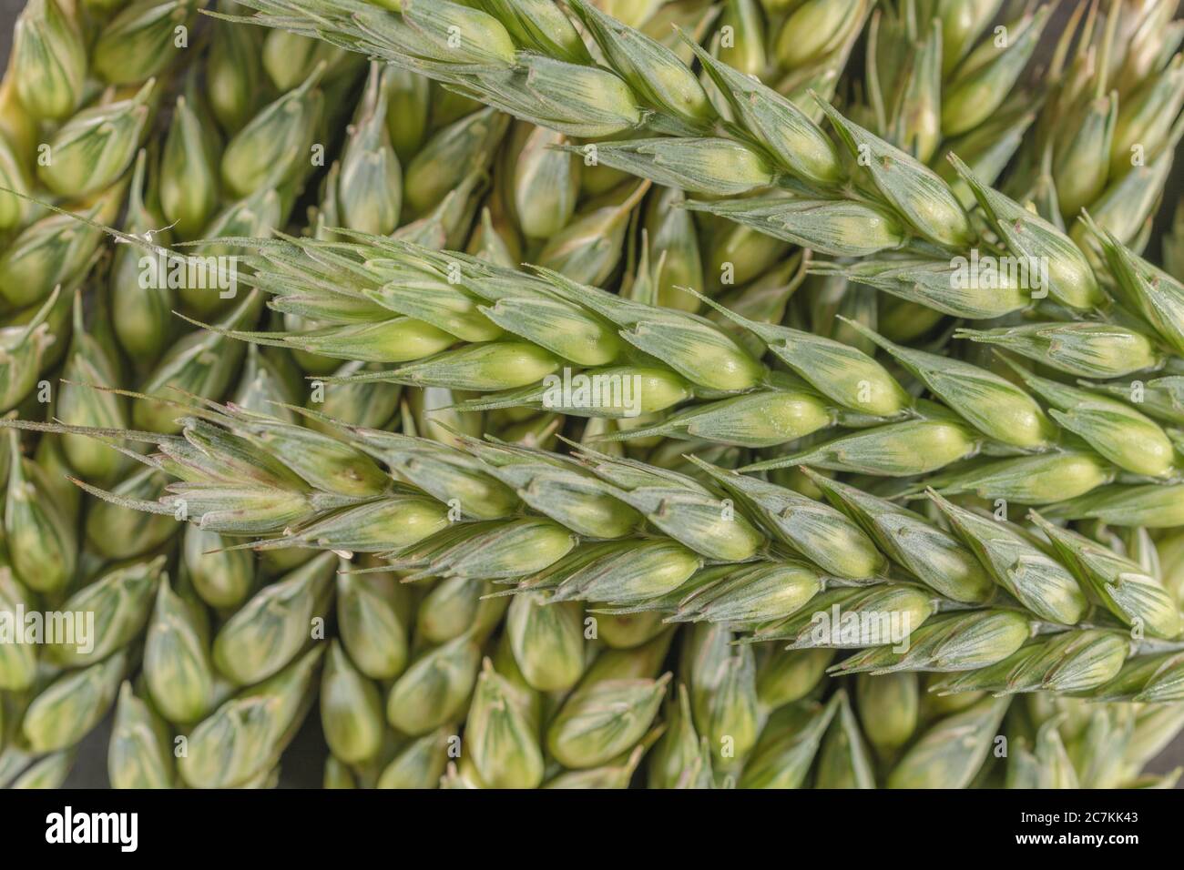Wheat head hi-res stock photography and images - Alamy