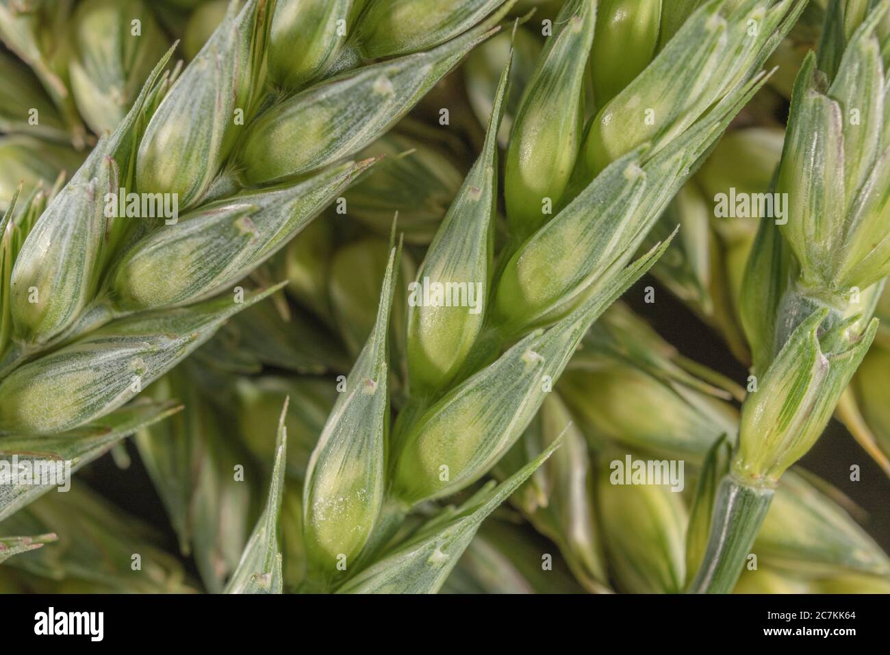 Macro close up 2020 hi-res stock photography and images - Alamy