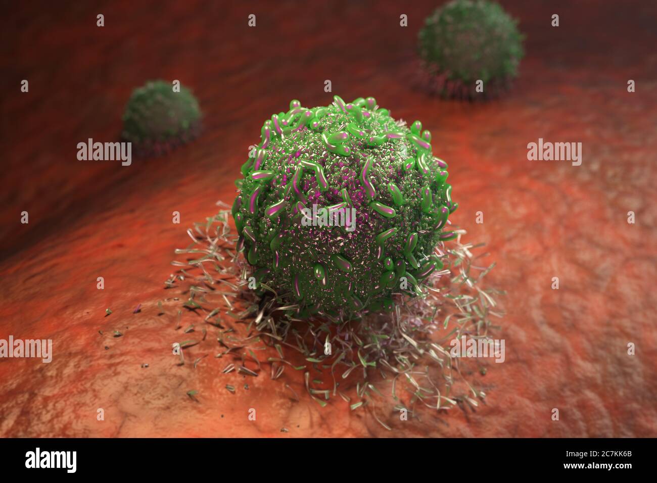 Bacterium cell division hi-res stock photography and images - Alamy