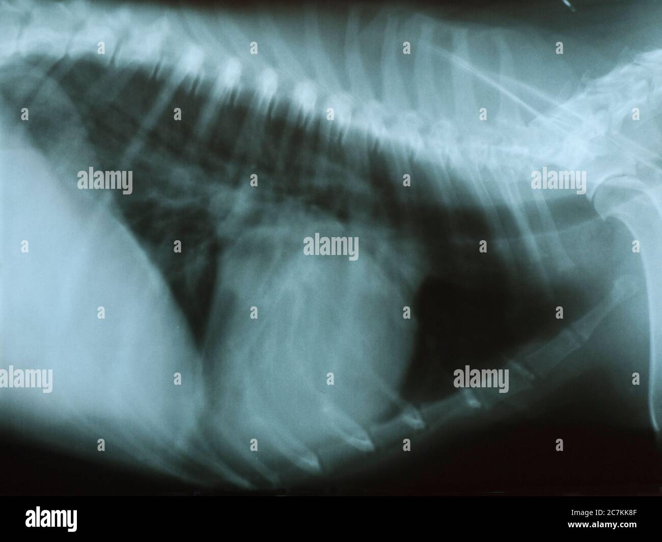 X-ray of the thorax of a dog with lungs, trachea and heart Stock Photo ...