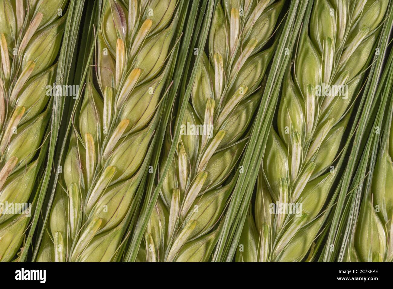 Barley head hi-res stock photography and images - Alamy