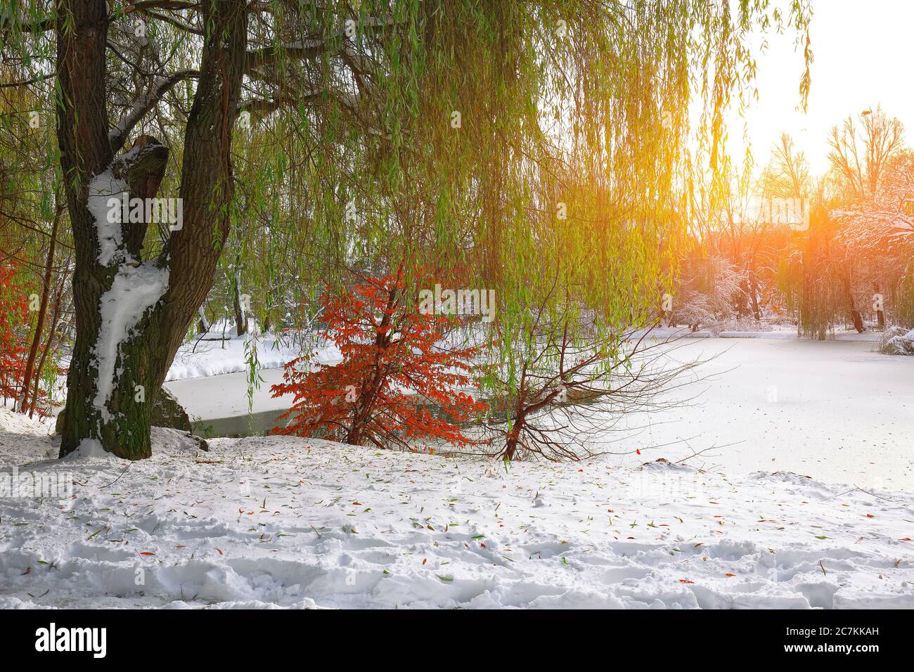 Scenic view of the frozen pond with willow tree and first snow. Fallen ...