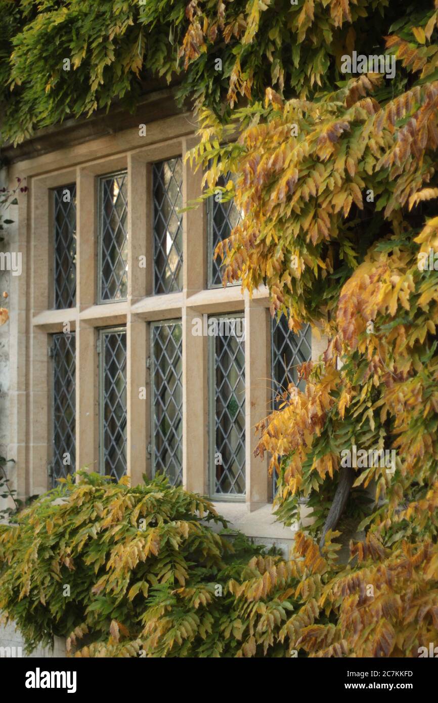 Diamond Leaded Elizabethan Style Windows Surrounded by Wisteria in ...