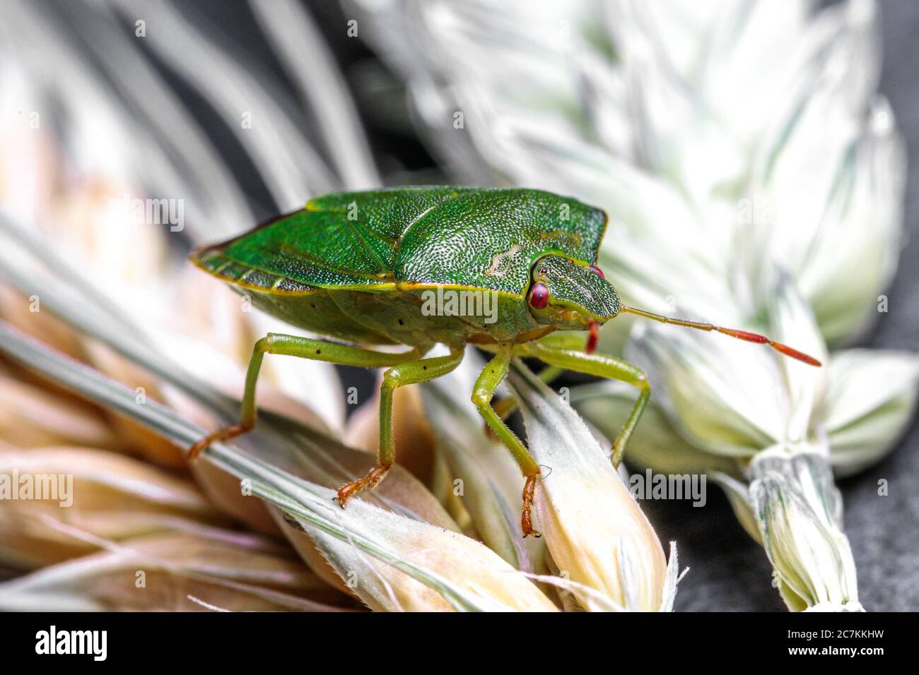 small green shield bug sitting on a dry wheat ear looking into the ...