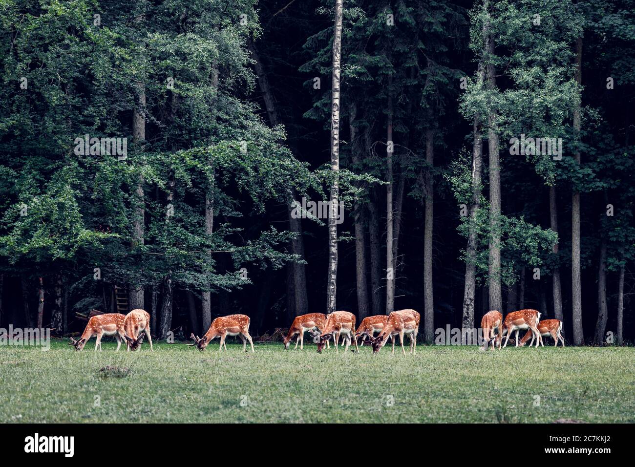 Temperate Forest Deer