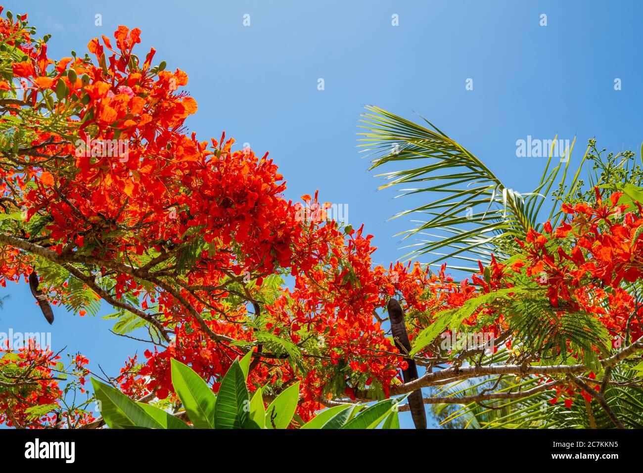 Flamboyant tree africa hi-res stock photography and images - Alamy