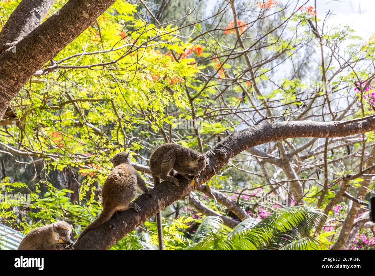 Crown lemur hi-res stock photography and images - Alamy