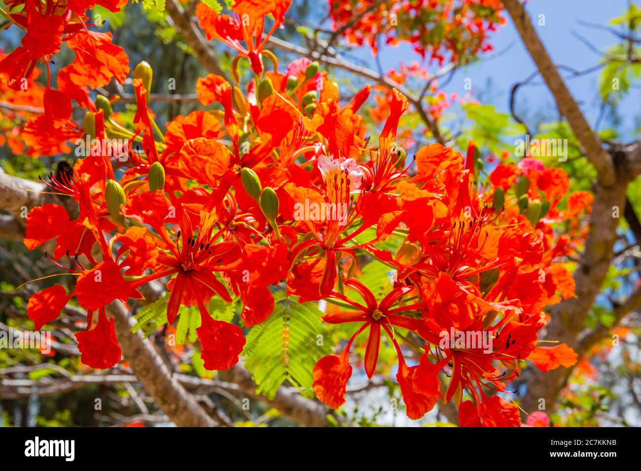 Flamboyant tree flower africa hi-res stock photography and images - Alamy