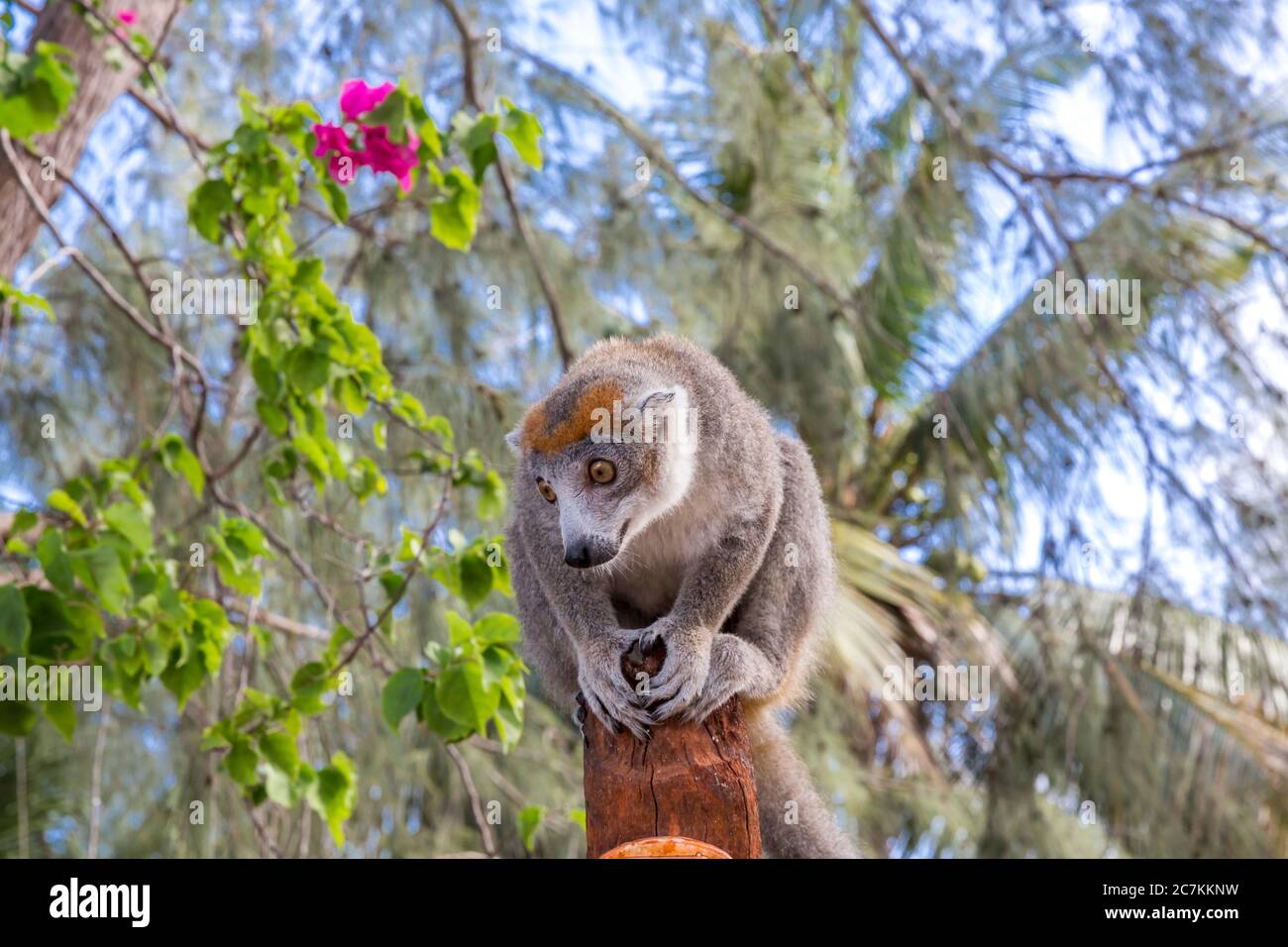 Lemur, Crown lemur, (Eulemur coronatus), Sakalava Beach, Oronjia ...