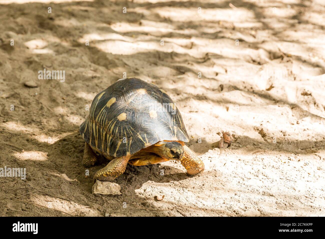 Radiant tortoise (Astrochelys radiata), Sakalava Beach, Oronjia ...