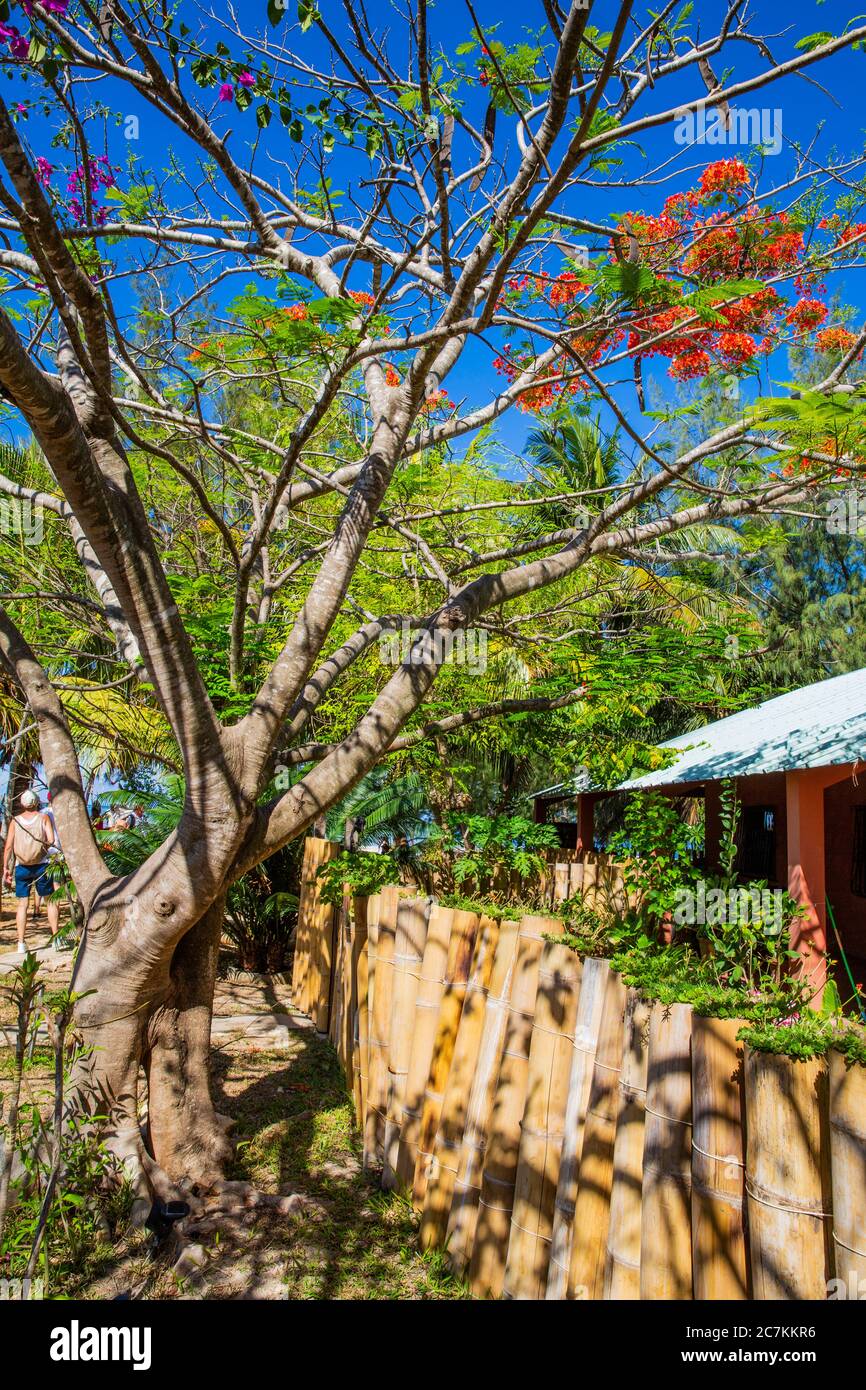 Flame Tree, Delonix regia, Flamboyant, Sakalava Beach, Oronjia National ...